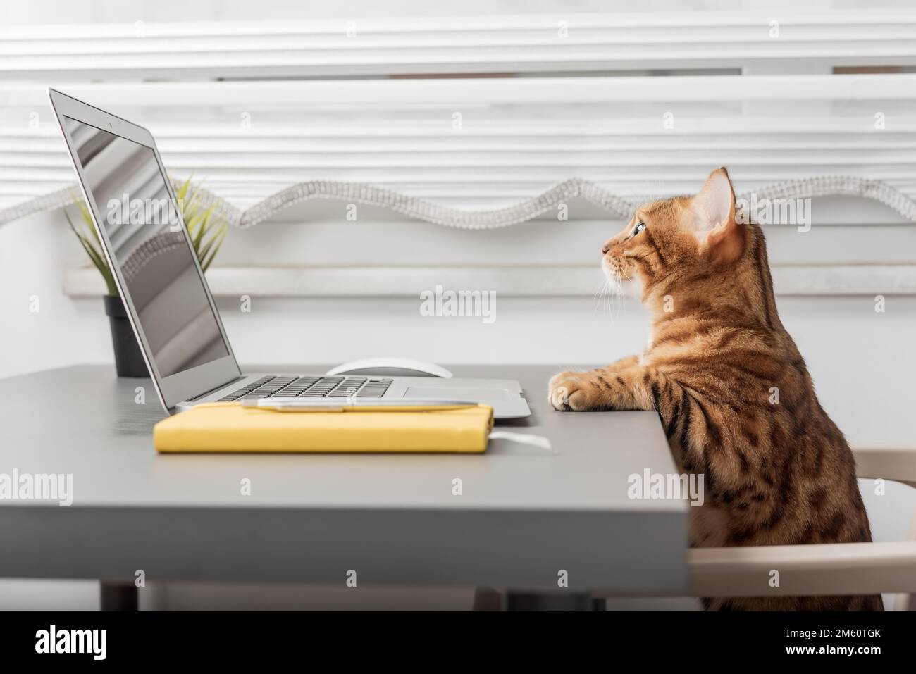 The cat is sitting on the desktop next to a laptop and a notepad, a ...