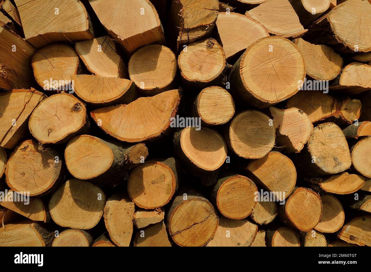 Split oak forest hi-res stock photography and images - Alamy