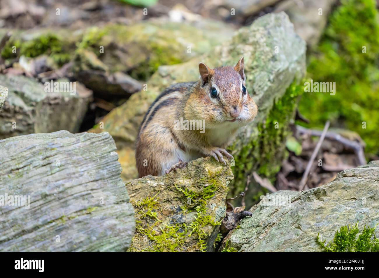 Cute Little Chipmunk with full cheeks looks around near his home in rock garden Stock Photo - Alamy