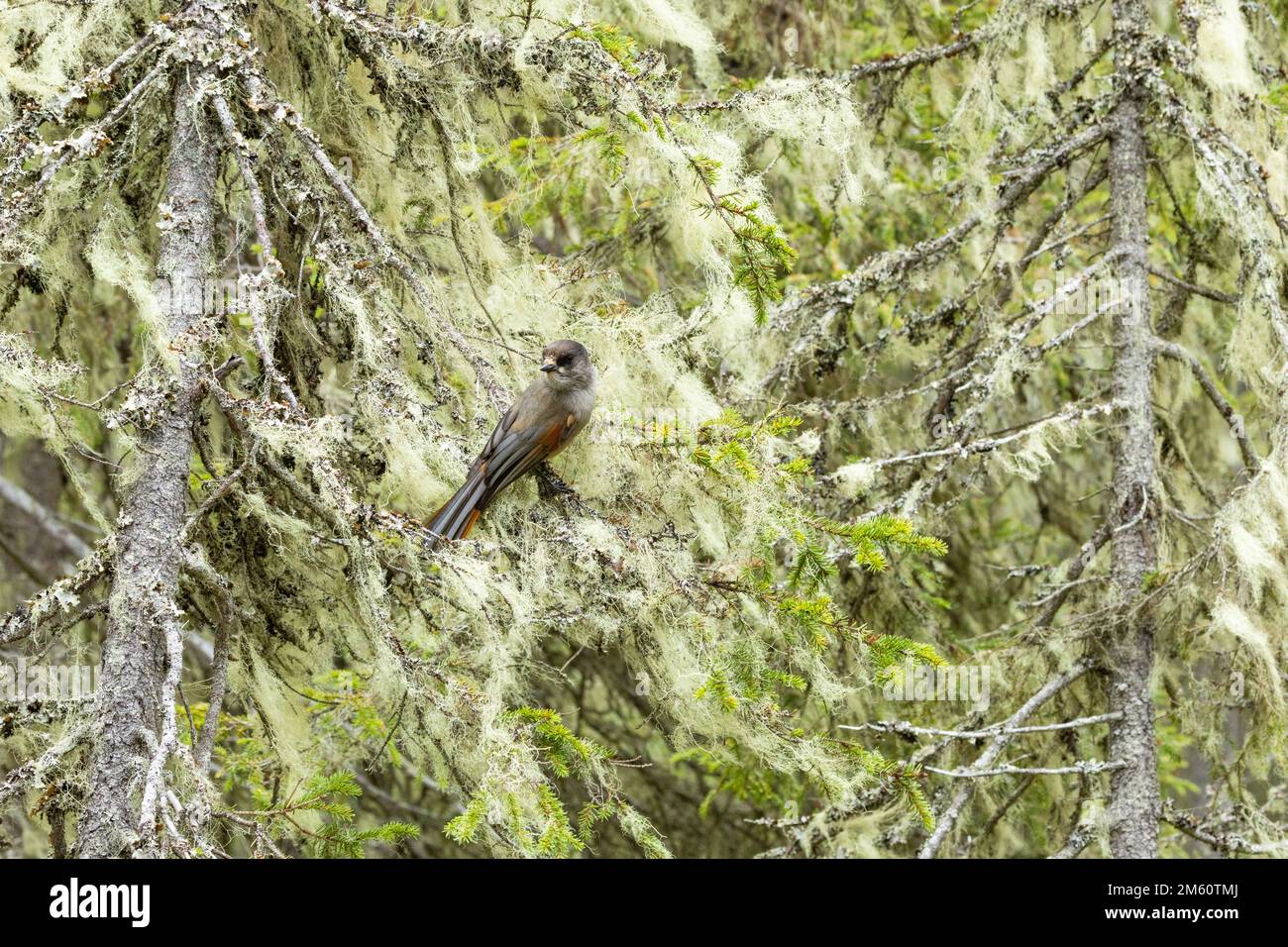 Siberian jay perched in a taiga forest covered with bearded lichen ...