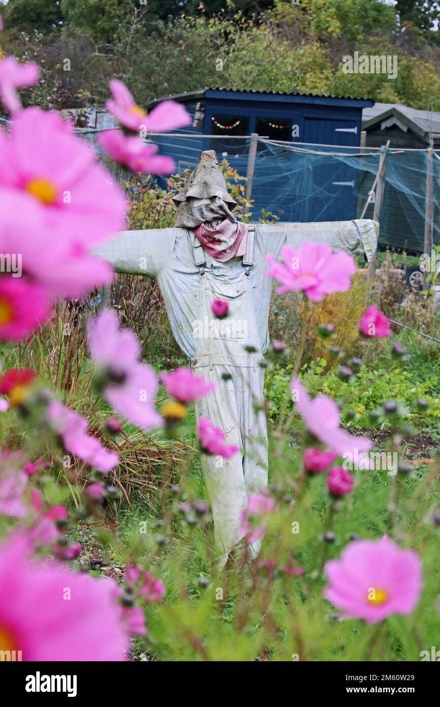 Scarecrow on allotment, Oxhey, Hertfordshire Stock Photo - Alamy