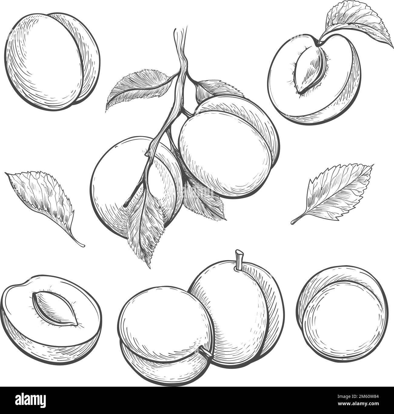 Vintage retro engraving sketch Cut Out Stock Images & Pictures - Alamy