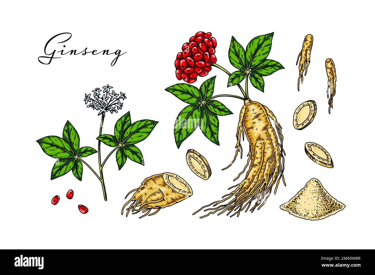 Set of hand drawn wild ginseng root with leaves and berries isolated on ...
