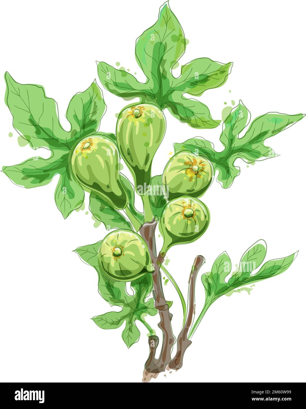 Color figs on branch watercolor sketch Stock Vector Image & Art - Alamy