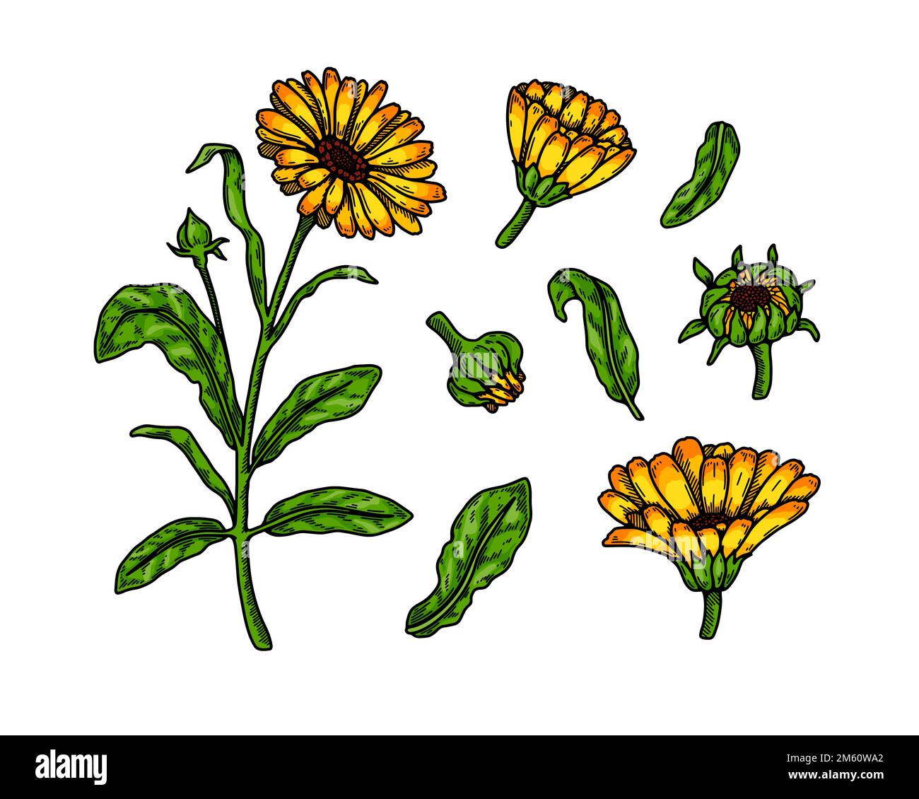 Set of hand drawn calendula flowering plants isolated on white ...