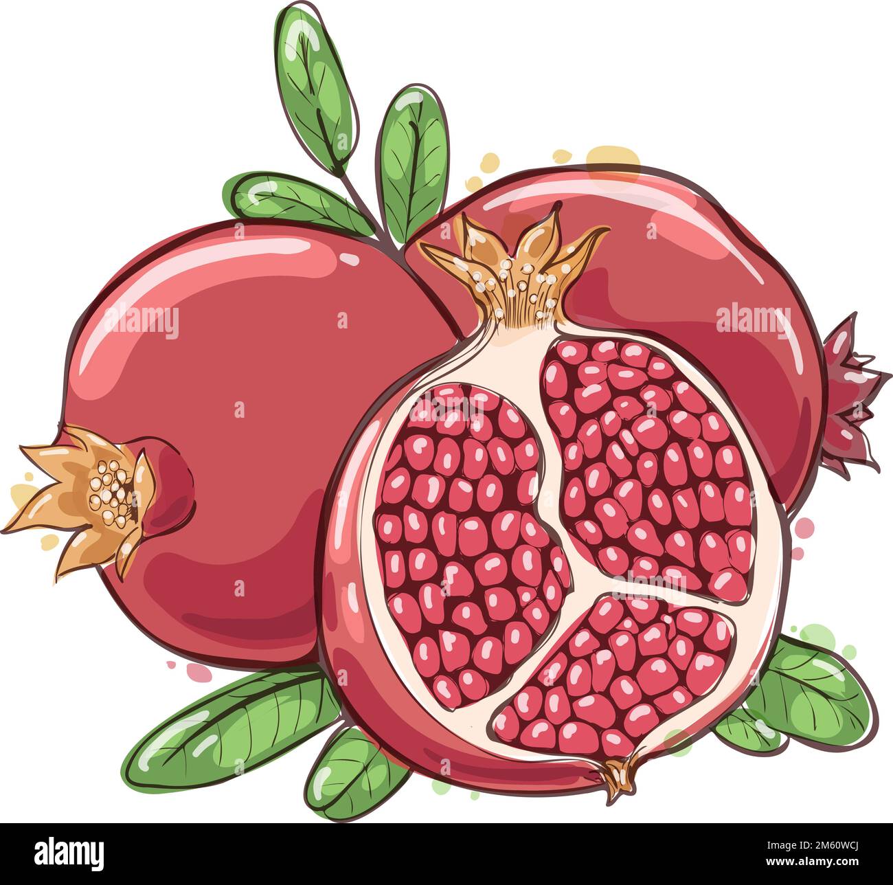Ripe pomegranate leaves Stock Vector Images - Alamy