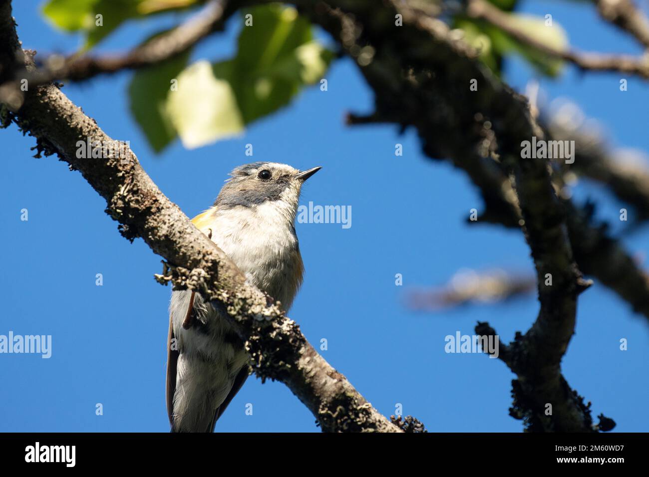 Closeup of colorful male Red-flanked bluetail, Tarsiger cyanurus ...