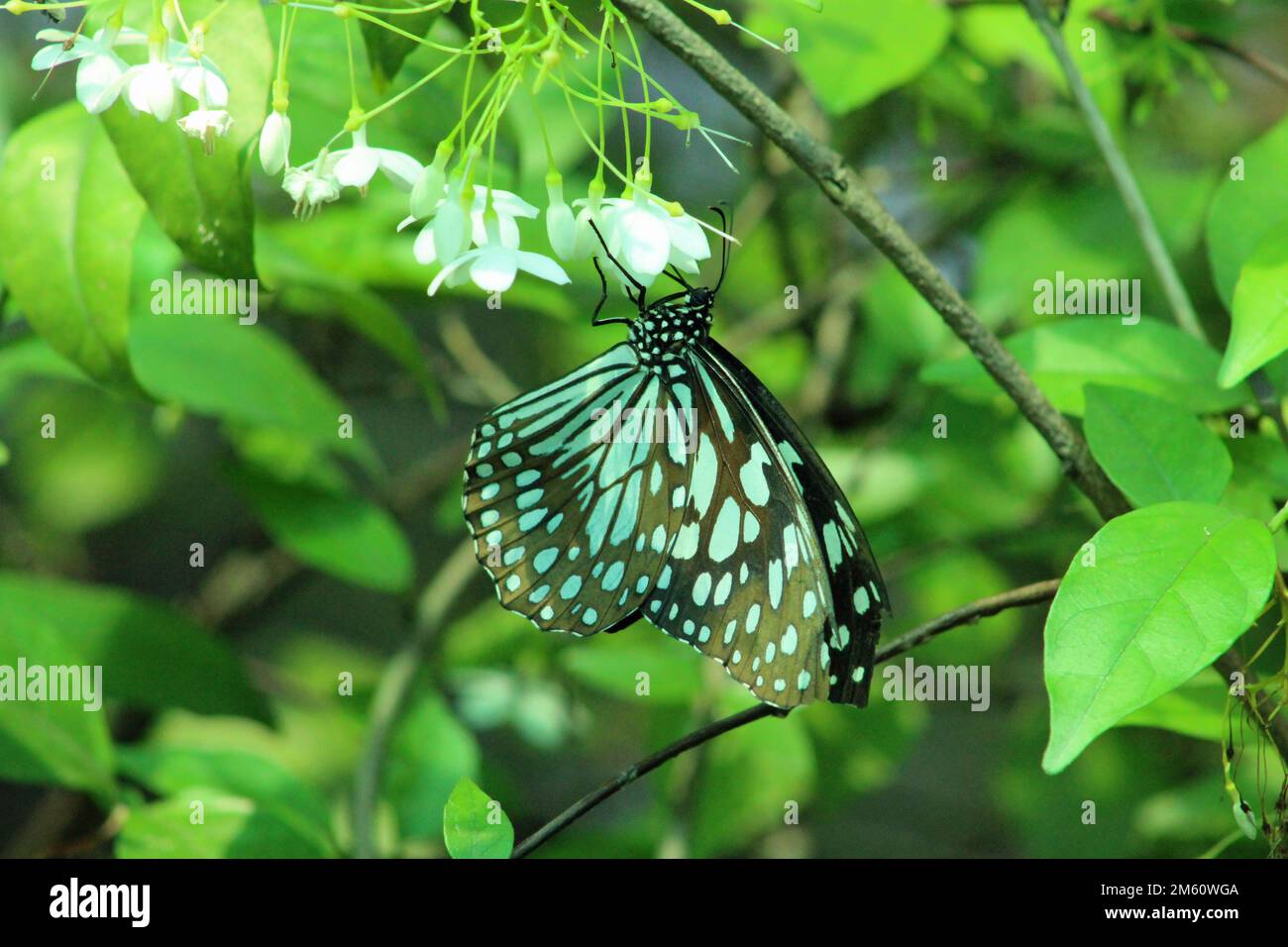 Dark blue tiger butterfly (Tirumala septentrionis) feeding from hanging ...