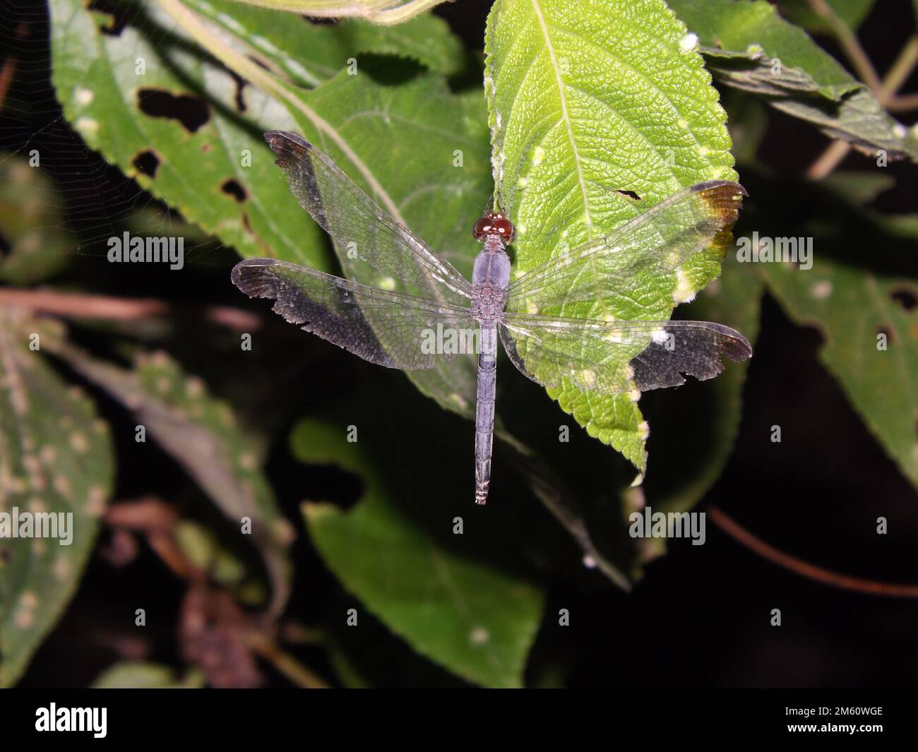 Dragonfly (family Odenata) isolated and resting on a natural background ...