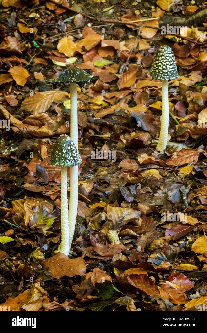 Shaggy Ink Cap Toadstool growing on the woodland floor Stock Photo - Alamy
