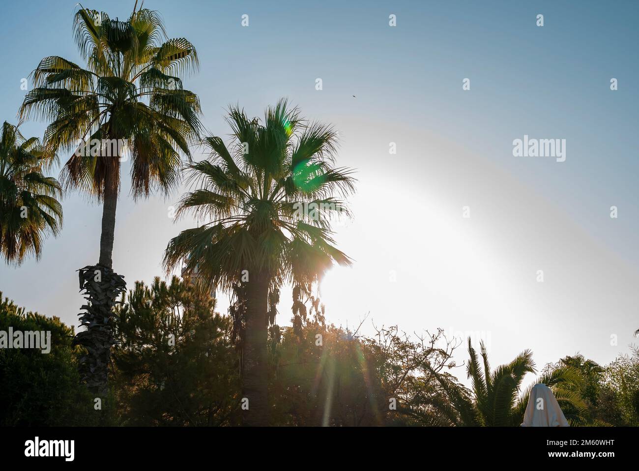 Beautiful palm trees and plants growing at tourist resort during sunny ...