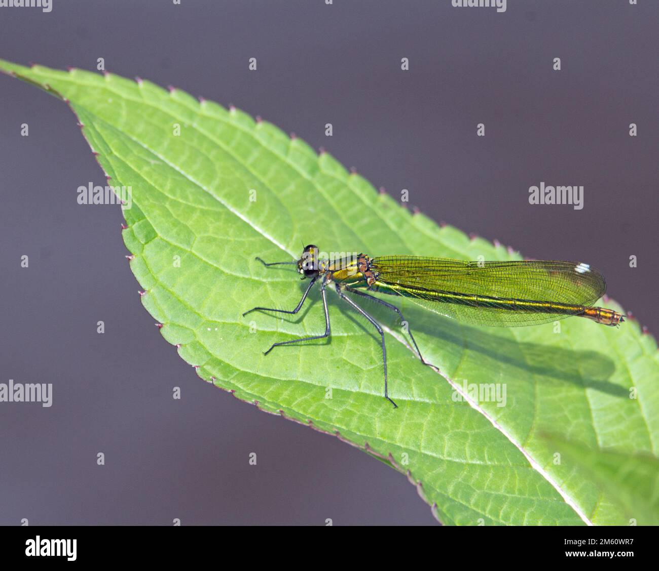Emerald Damselfly juvenile female (Lestes sponsa) isolated and resting ...