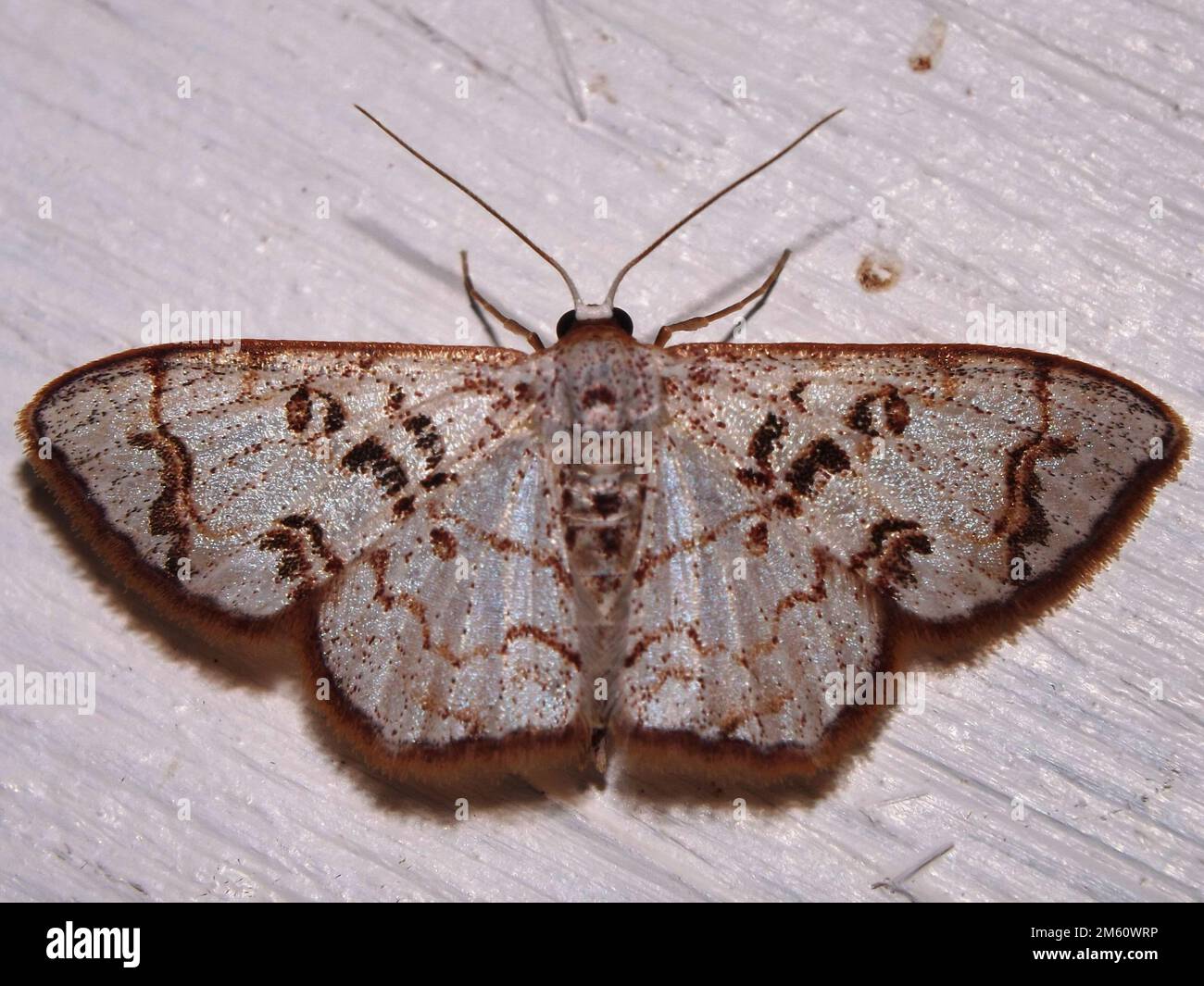 Geometer Moth (Family Geometridae) Idaea complexaria species isolated ...