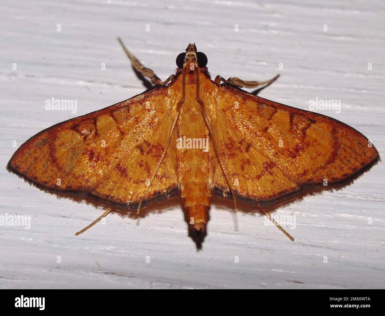 Grass moth (family Crambidaae) indeterminate species isolated on a ...