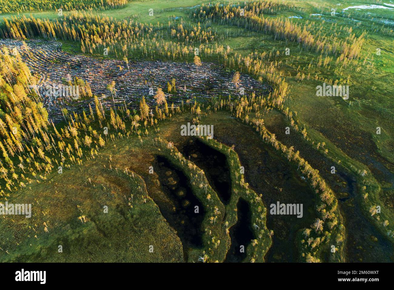An aerial of clear-cut area next to a bog in Northern Finland during a ...