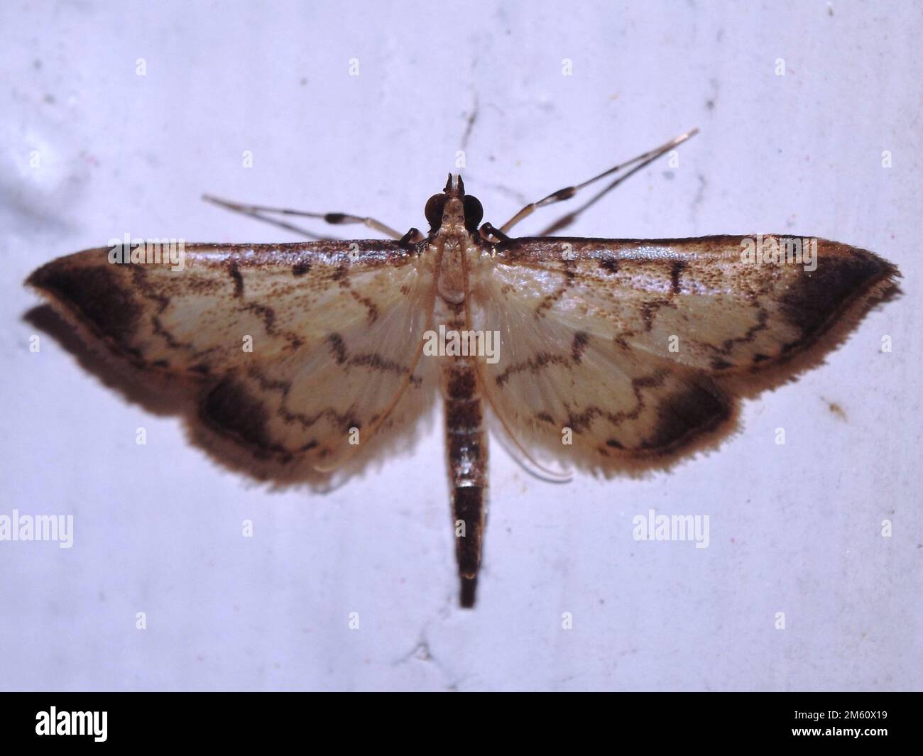 Grass moth (family Crambidae) unknown species isolated on a white ...