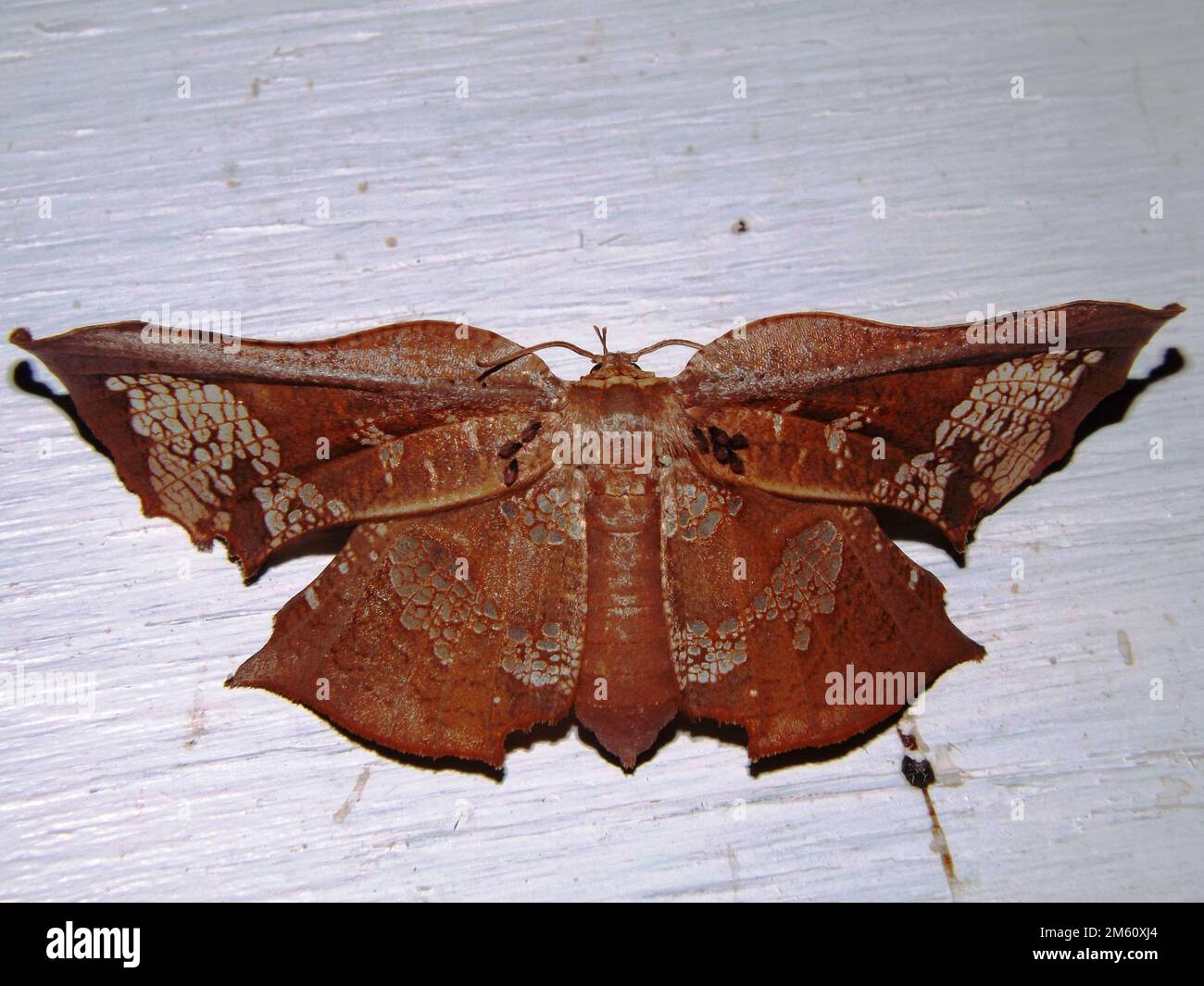 Hook-tip moth (family Drepanidae) indeterminate species isolated on a ...