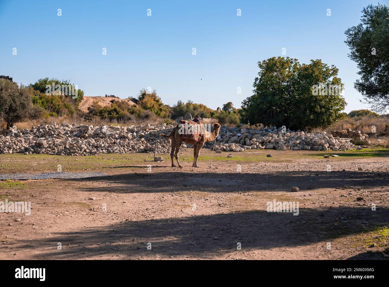 Camel standing on land with clear blue sky in the background Stock ...