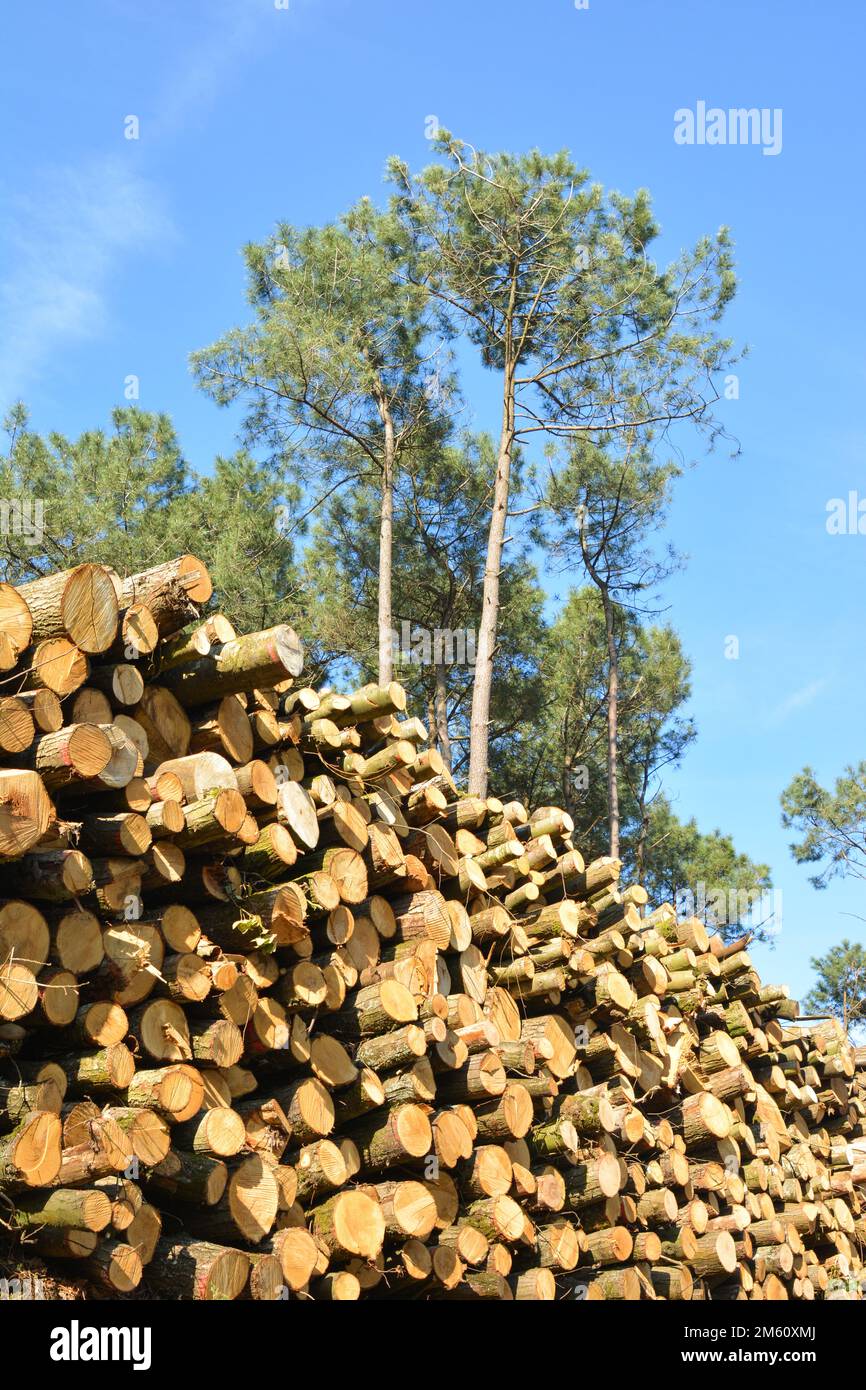 Deforestation environmental problem forest destroyed row of logs Stock ...