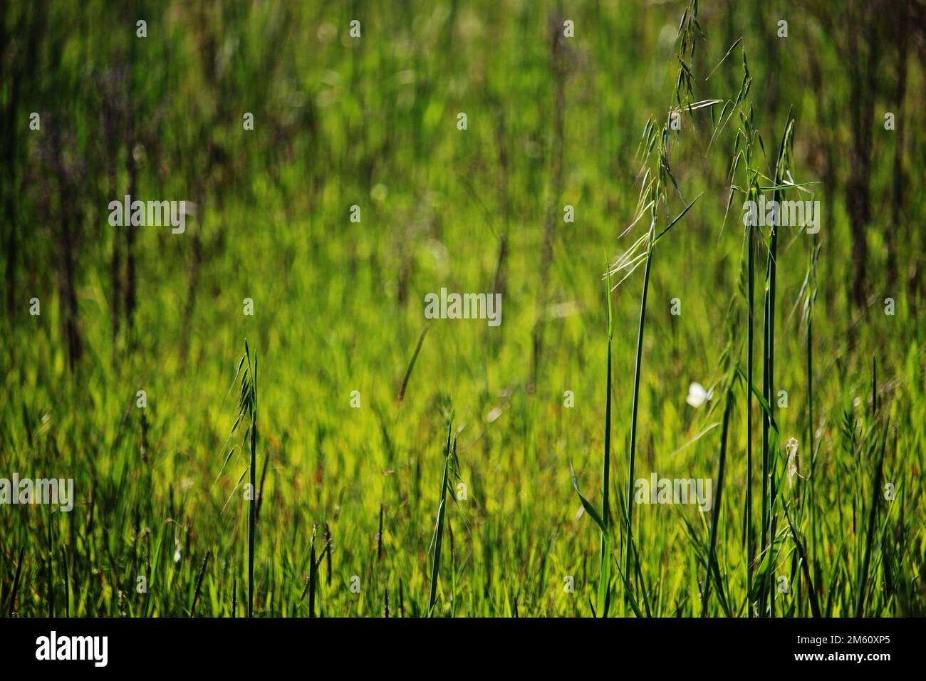 Natural painting hi-res stock photography and images - Alamy