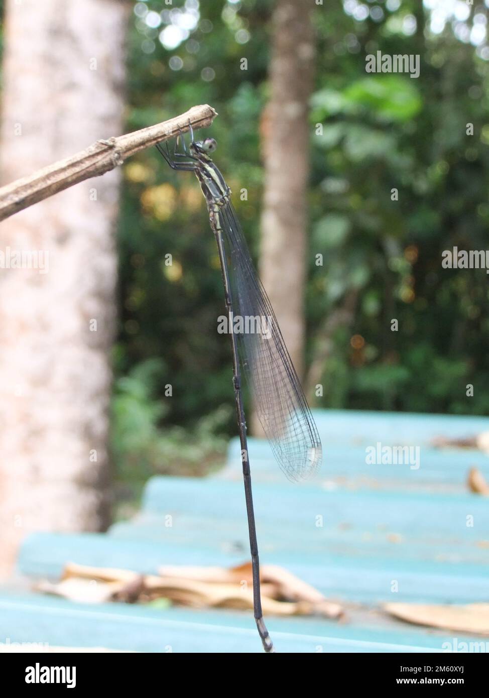 huge helicopter Damselfly (family Odenata) indeterminate species ...