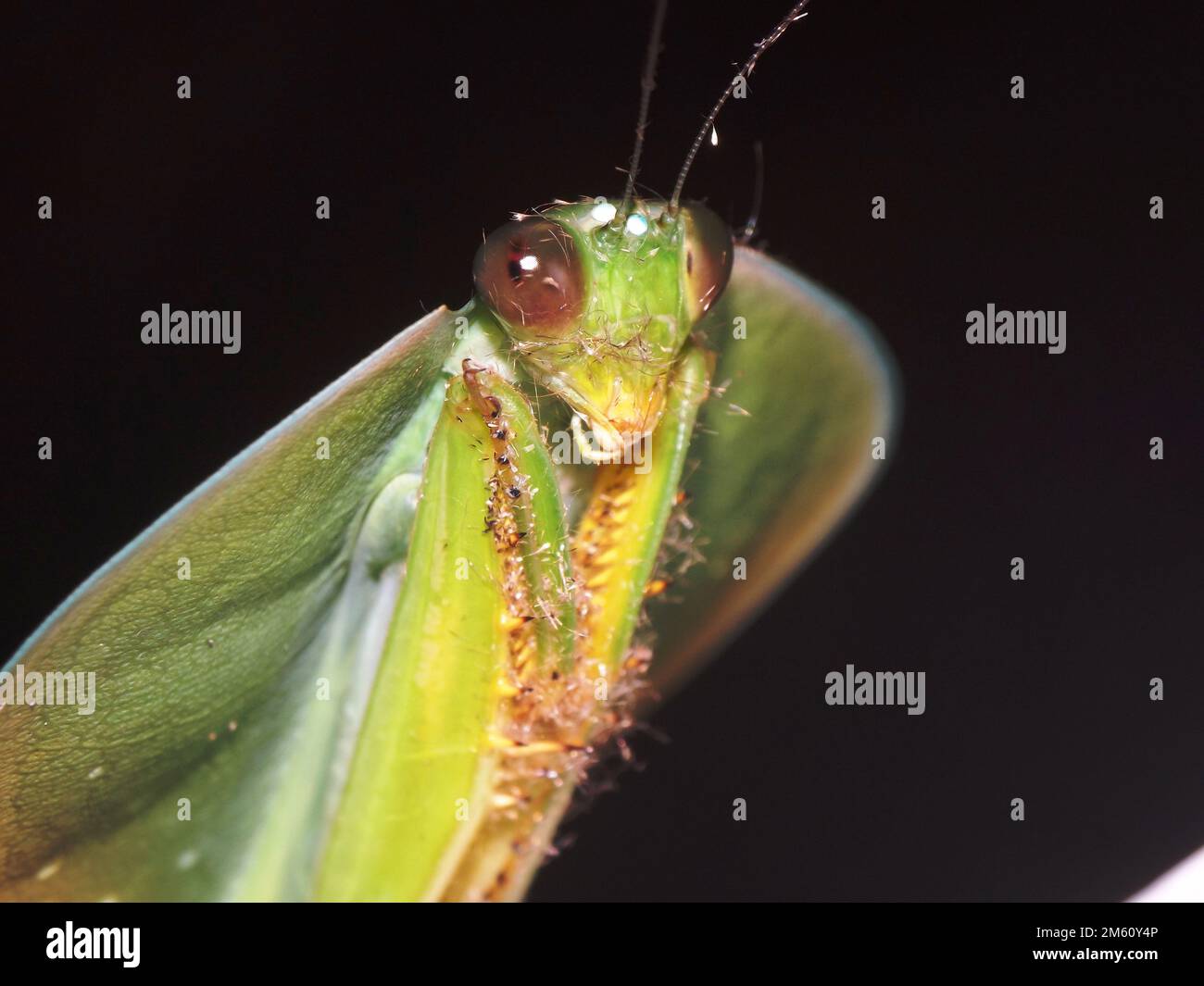 Leaf Mantis Choeradodis servillei isolated and resting on a black ...