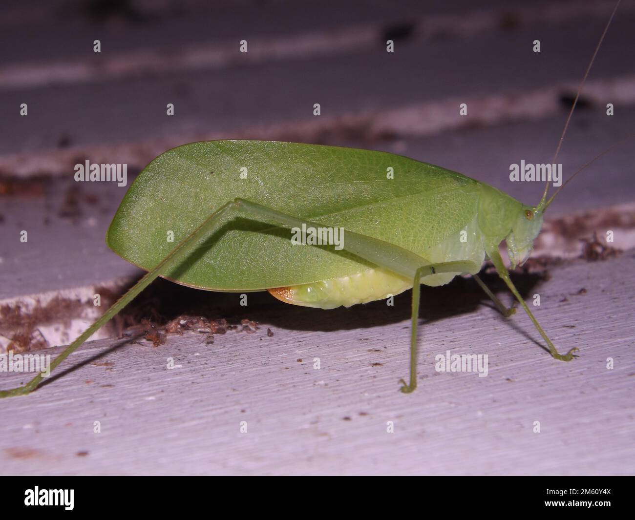 leaf mimic Katydid isolated and resting on a white background in the ...