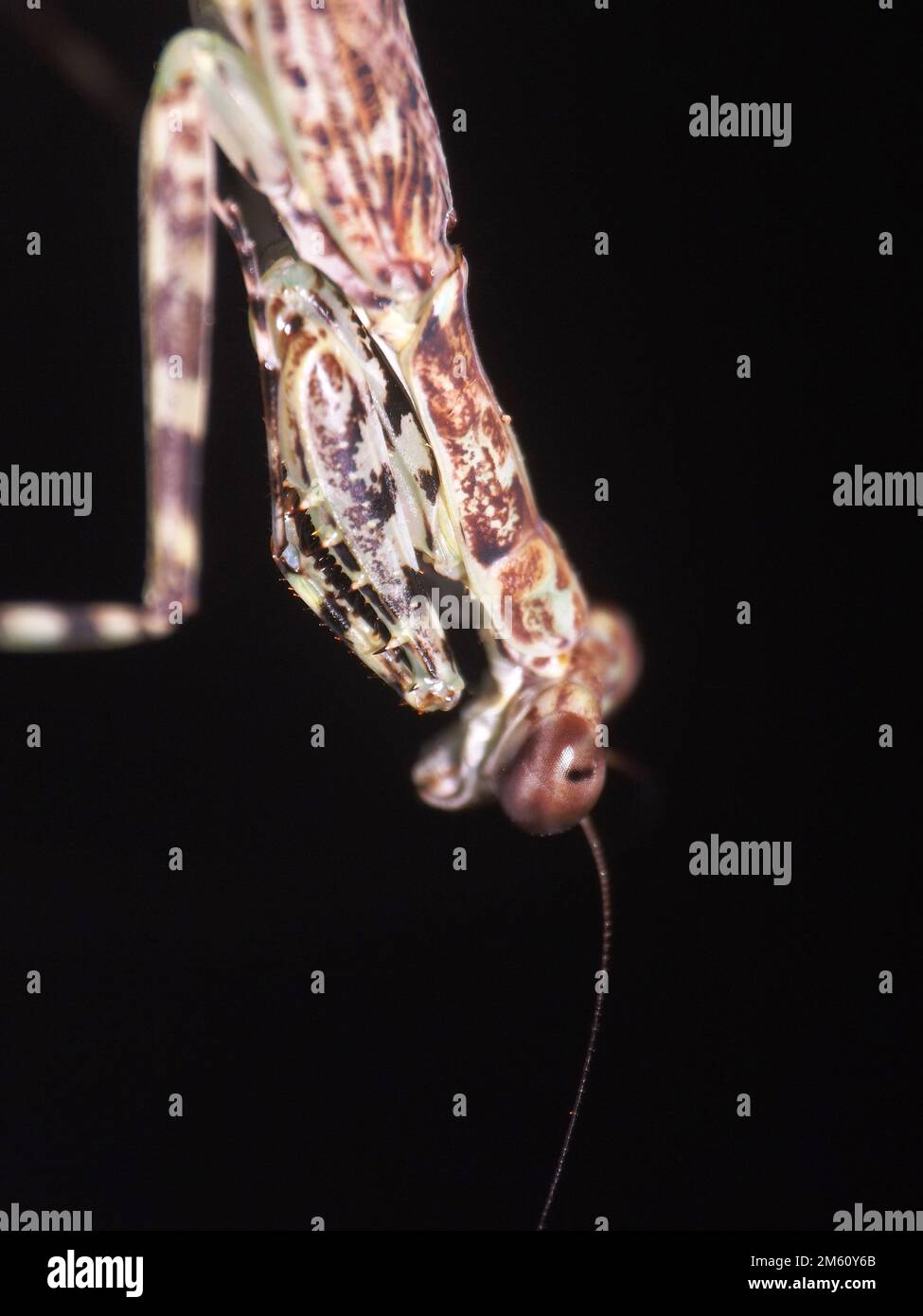Lichen Mantid isolated and resting on a dark background in the jungle ...