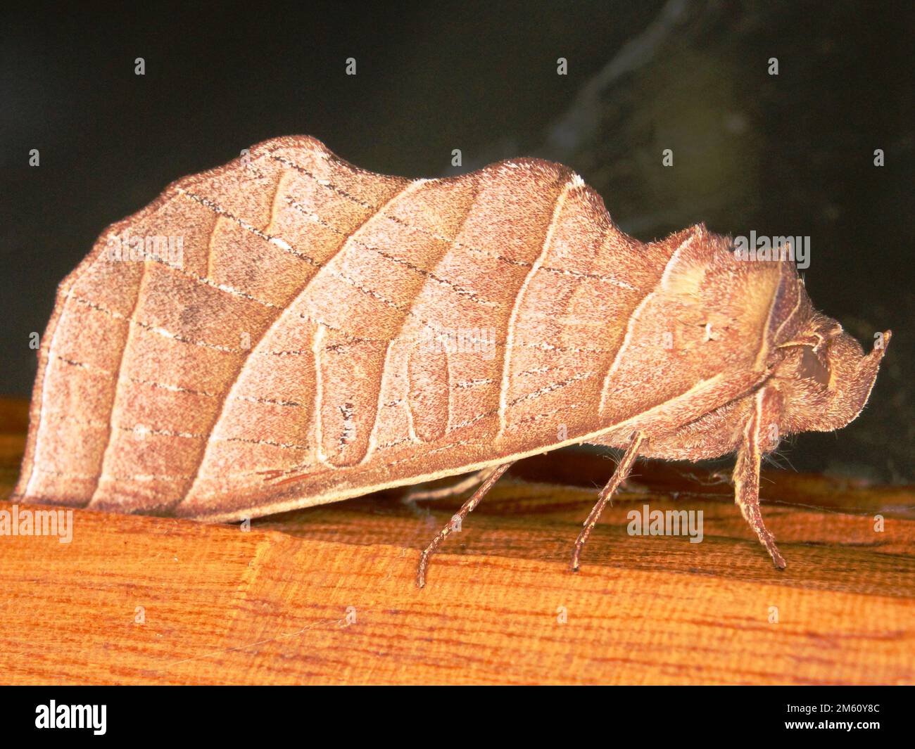 tropical moth indeterminate species isolated on a natural background ...