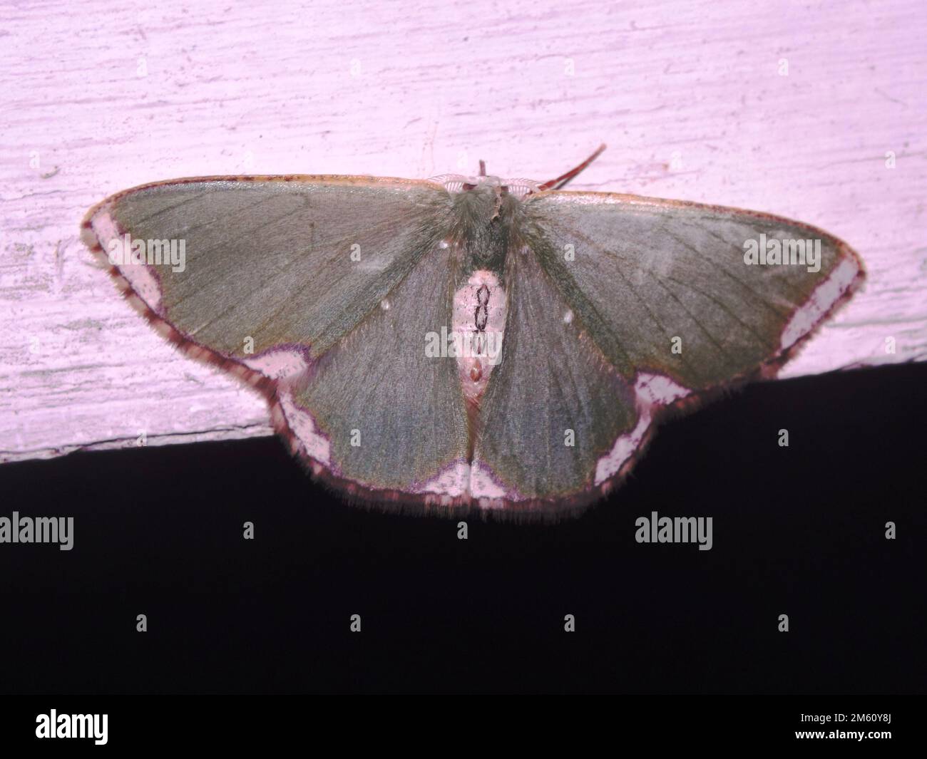 tropical moth indeterminate species isolated on a natural background ...
