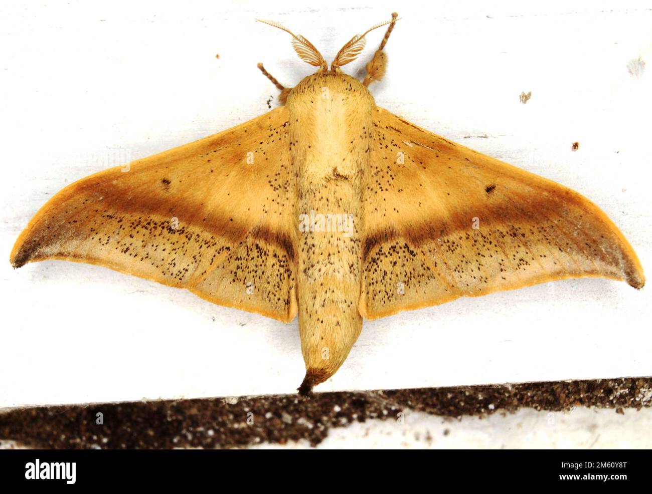 tropical moth indeterminate species isolated on a natural background ...