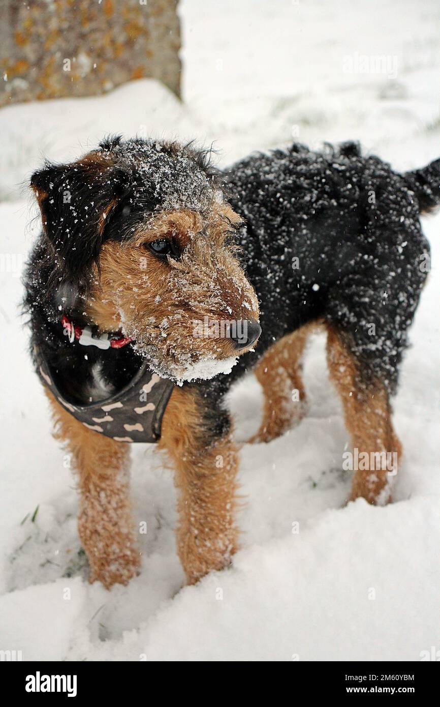 Working terrier hi-res stock photography and images - Alamy
