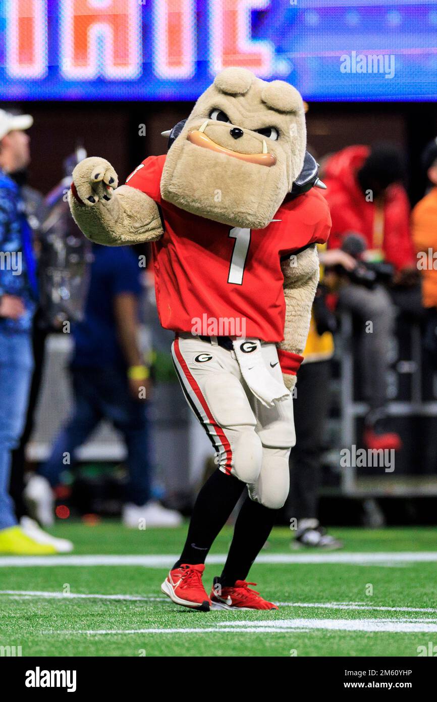 Georgia bulldogs mascot hi-res stock photography and images - Alamy