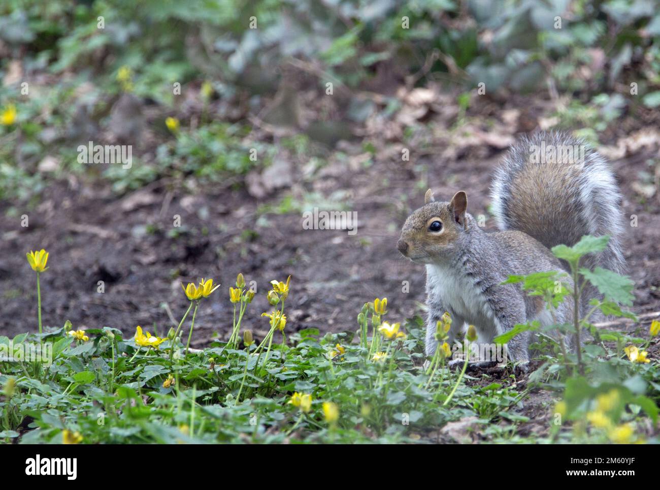 eastern grey squirrel (Sciurus carolinensis) an invasive species in ...