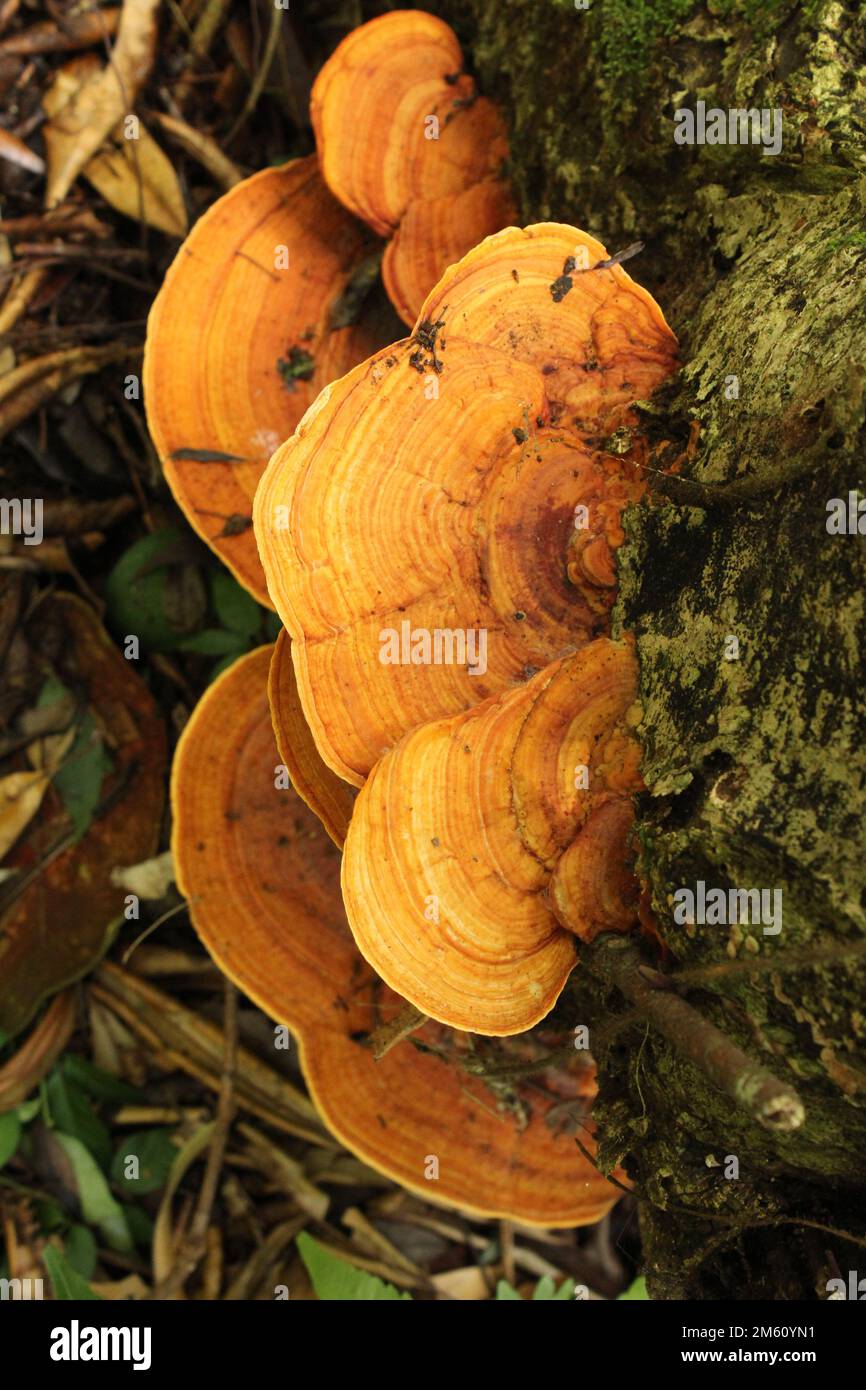 orange and yellow Polypore bracket fungi with leaf litter in the ...