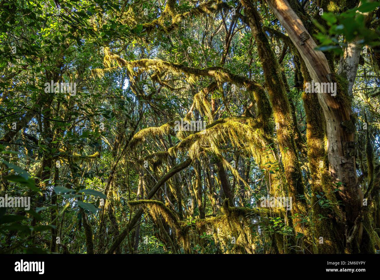Spanien kanarische inseln nationalpark garajonay nationalpark hi-res ...