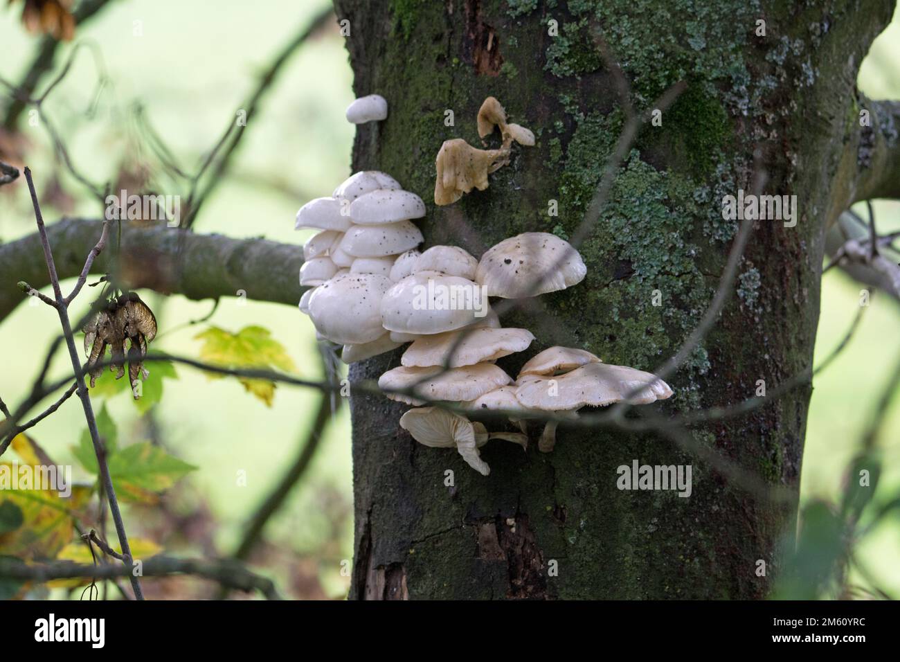 white fungus growing on the side of a tree isolated on a natural green ...