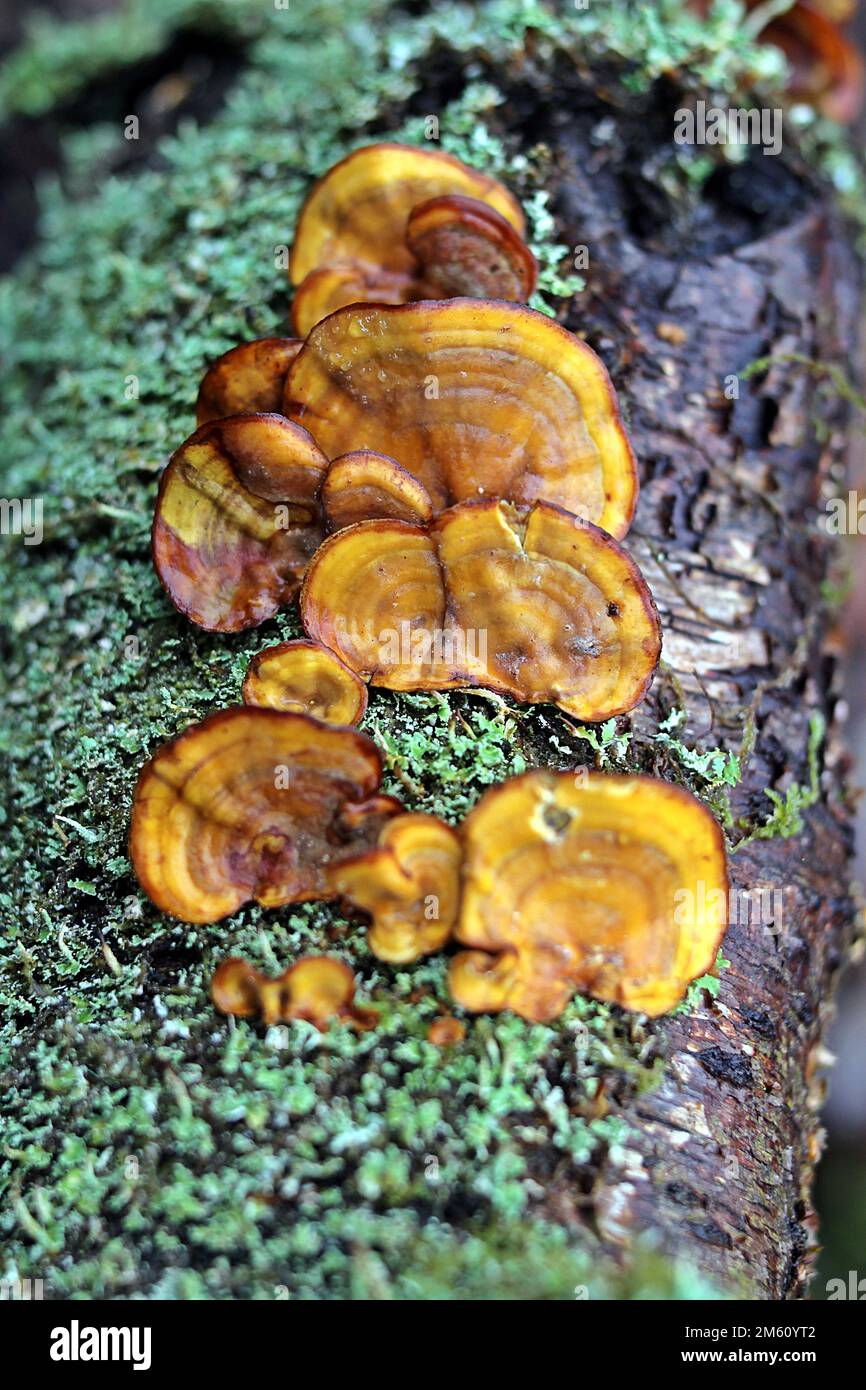 yellow fungus and lichen on a fallen tree branch Stock Photo - Alamy