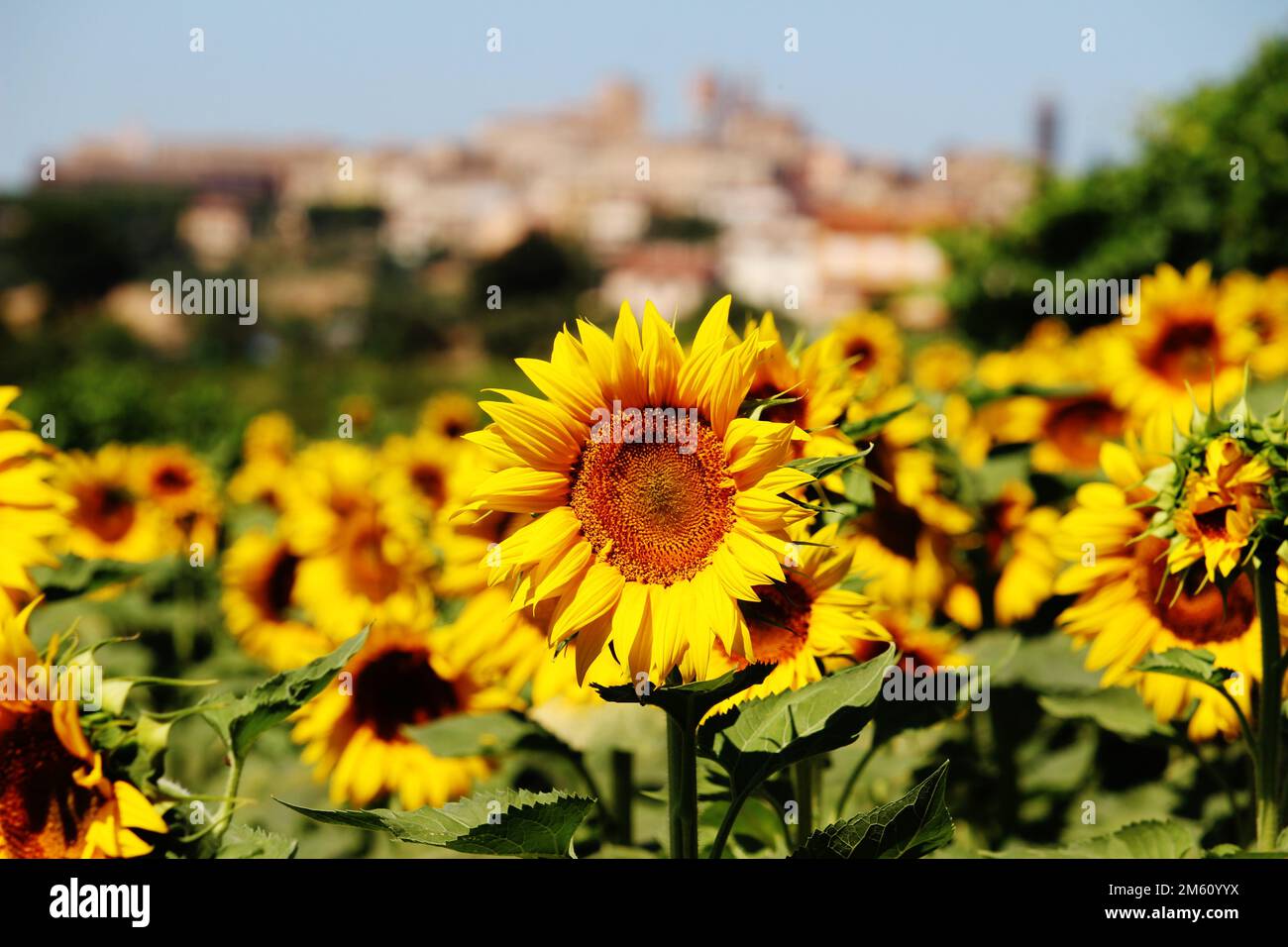 Sunflowers in Italy - Marche region Stock Photo - Alamy