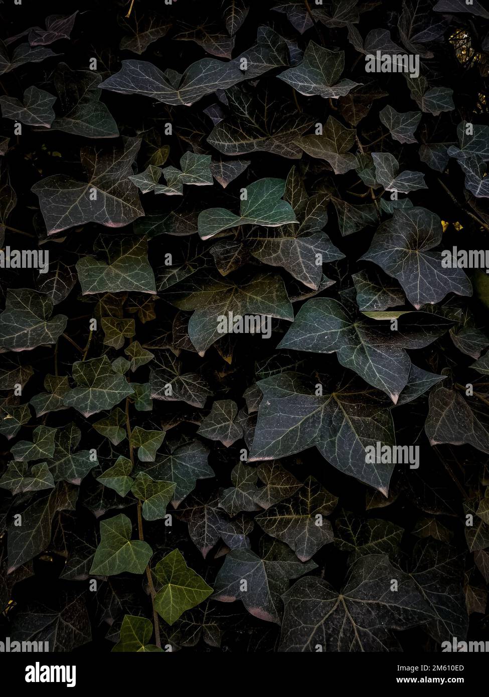 A closeup of dark green leaves in a thick bush in a beautiful forest ...