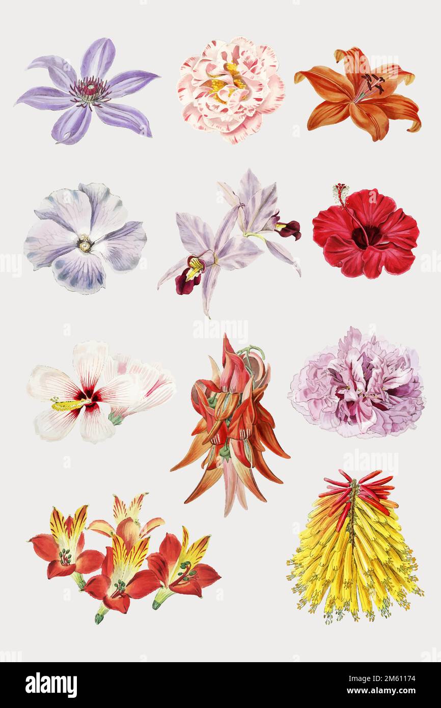 High mallow flower Stock Vector Images - Alamy