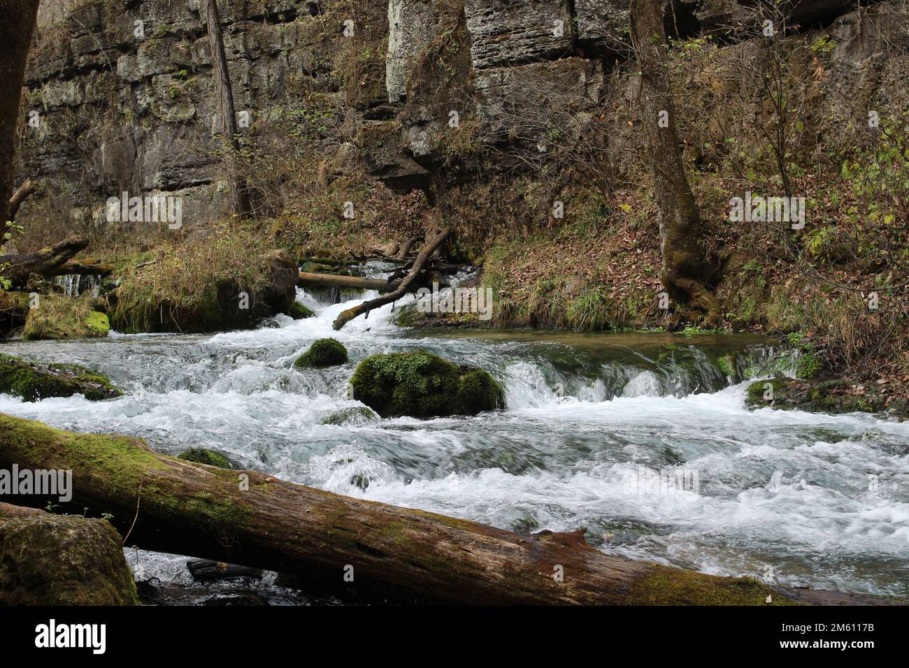 cliff face and fallen trees next to the creek at Greer Spring, Mark ...