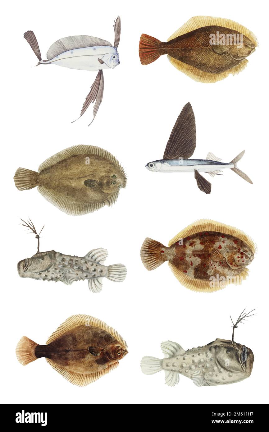 Vector mixed fish vintage illustration sticker pack Stock Vector Image ...