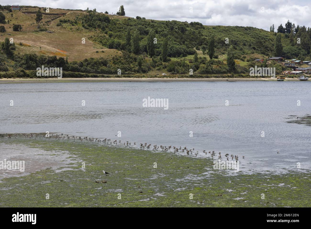 Landscape while low tide at Castro on Chiloé (Isla Grande de Chiloé) in Chile Stock Photo - Alamy