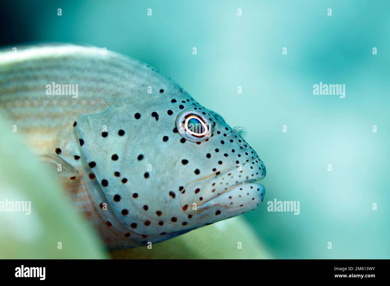 Black-side Hawkfish (Paracirrhites forsteri, aka Forster's Hawkfish ...