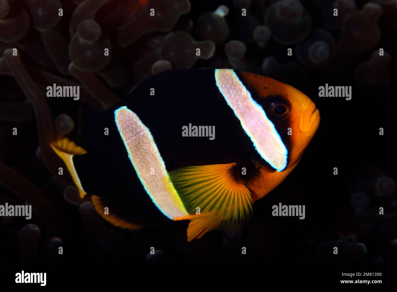 Clownfish north male atoll hi-res stock photography and images - Alamy
