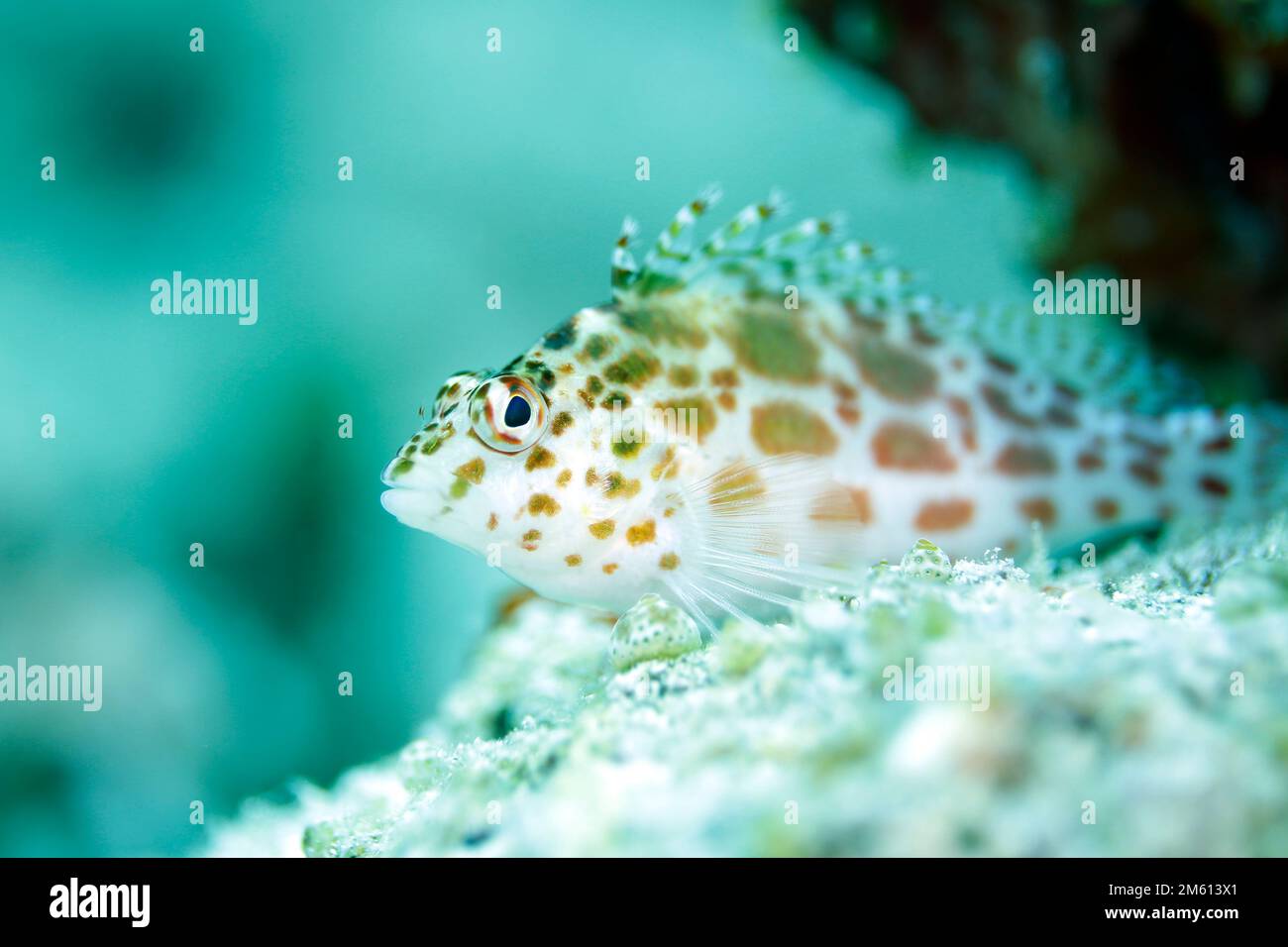 Coral Hawkfish (Cirrhitichthys oxycephalus, aka Pixy Hawkfish, Sharp ...