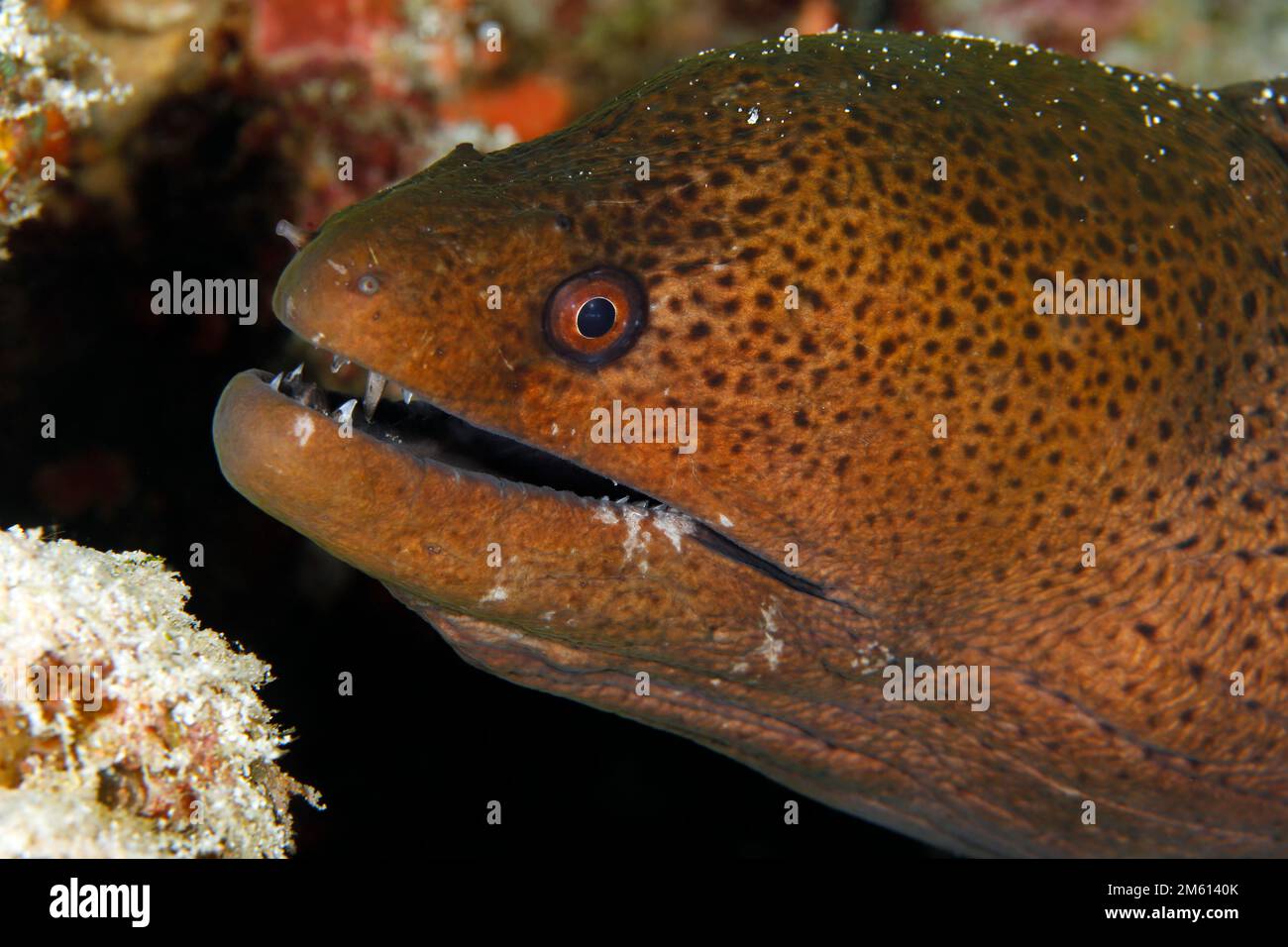 Giant Moray Eel (Gymnothorax javanicus). North Male Atoll, Maldives ...