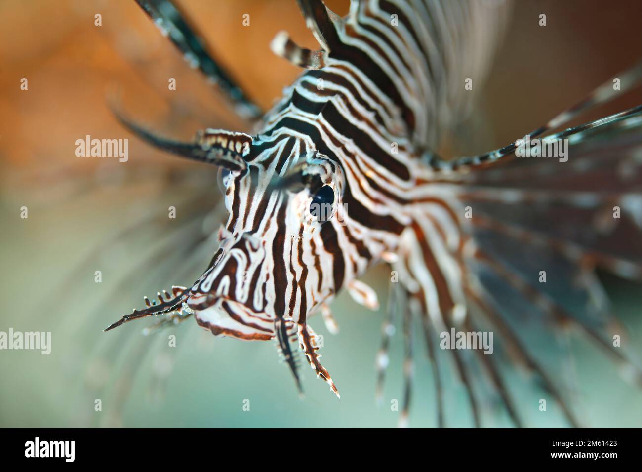 Close-up of a Red Lionfish (Pterois volitans). North Male Atoll ...