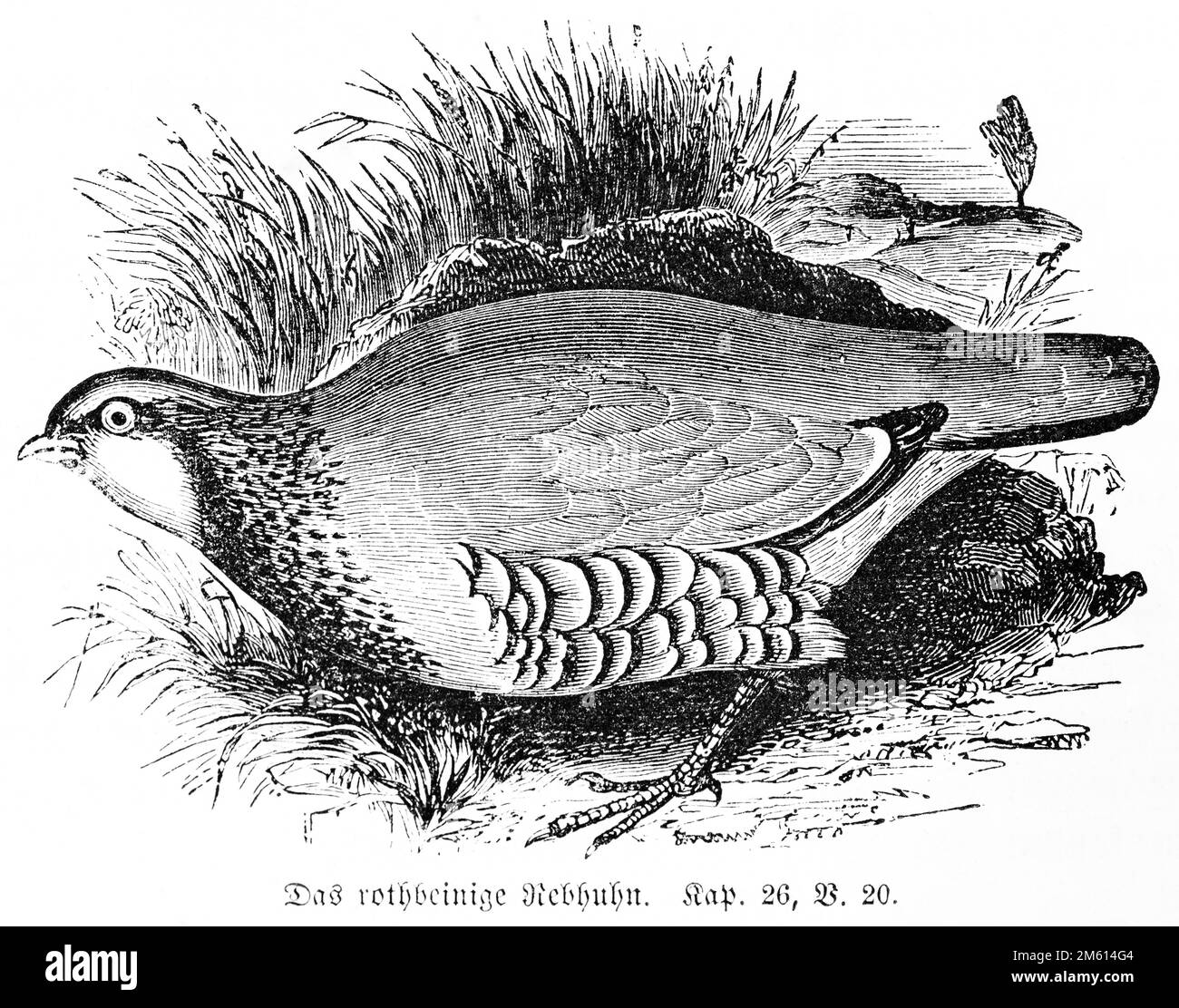 Grey Partridge (Perdix perdix) Bible, Old Testament, First Book of ...